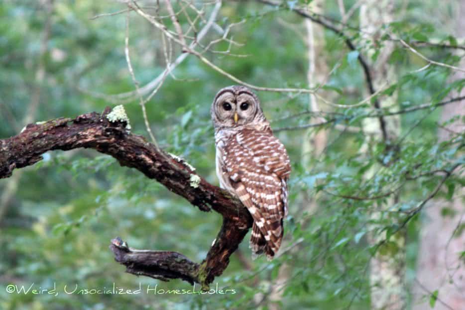 Sweet Shot Tuesday: The Owl - Weird, Unsocialized Homeschoolers