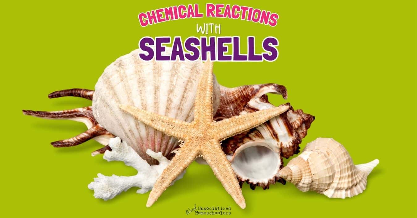 Chemical Reactions with Seashells - Weird, Unsocialized Homeschoolers