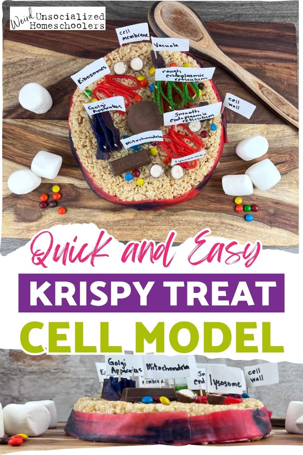 Quick and Easy Krispy Treat Cell Model (5 Easy Steps!) - Weird ...